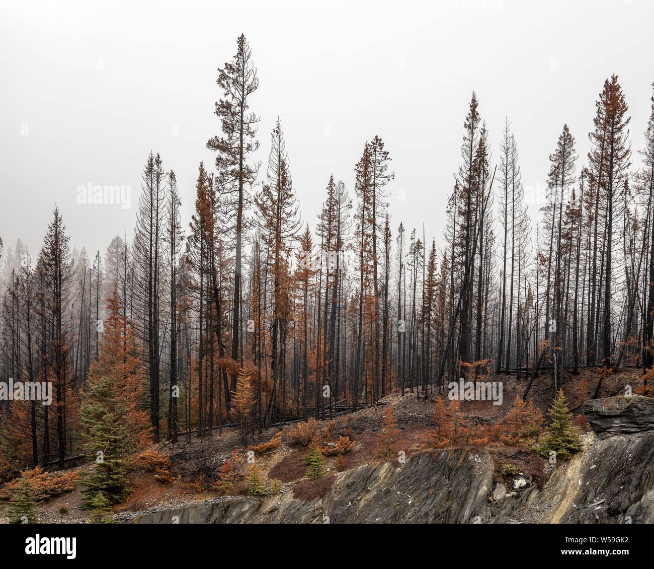 Forest Fire Snags in Kootenay National Park, British Columbia, Canada ...