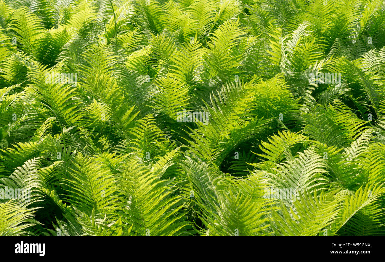 green fern leaves at summer. nature, background Stock Photo - Alamy