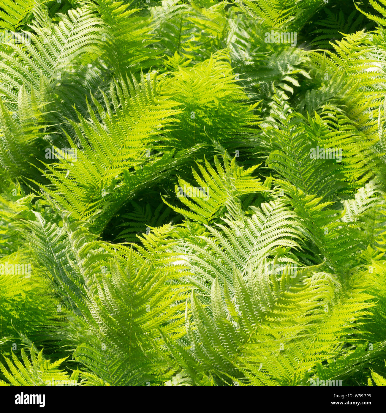 Fern seamless texture hi-res stock photography and images - Alamy