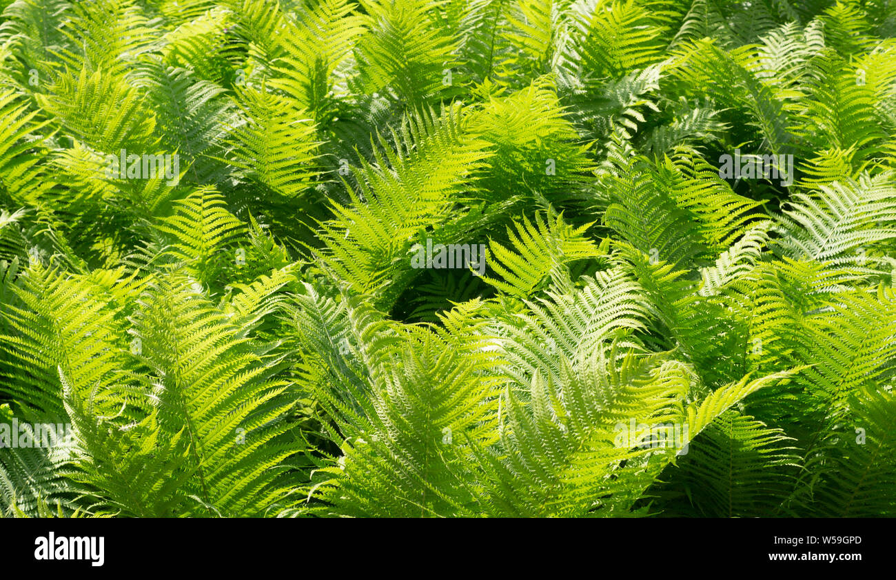 green fern leaves at summer. nature, background Stock Photo - Alamy