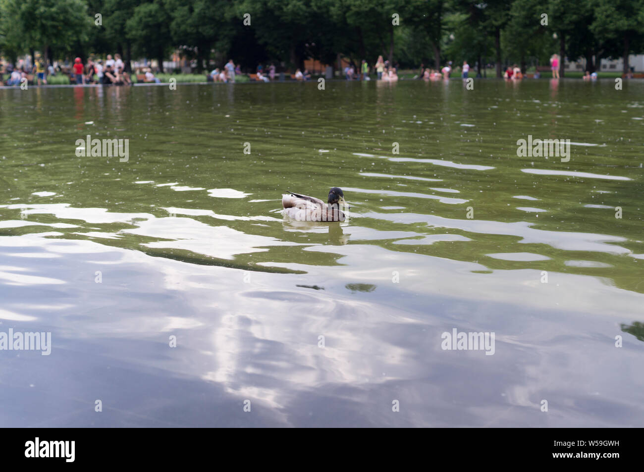 duck in the pool in summer park. background, animal Stock Photo - Alamy