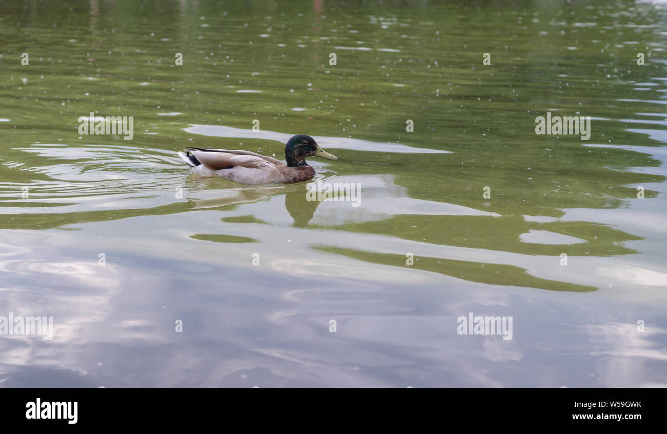 duck in the pool in summer park. background, animal Stock Photo - Alamy