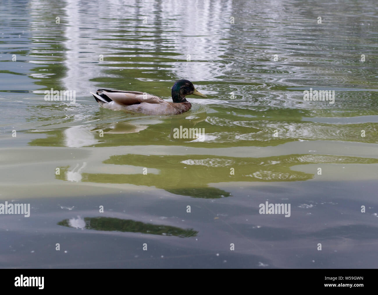 duck in the pool in summer park. background, animal Stock Photo - Alamy