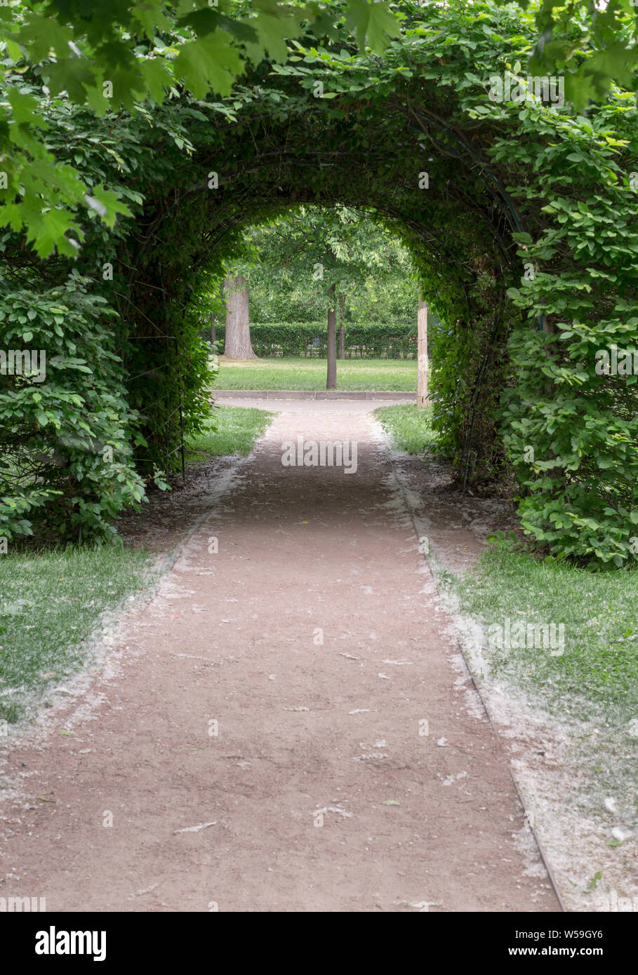 green bushy arch in the park at summer. background, nature Stock Photo ...