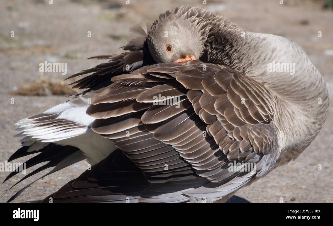 Preening Greylag Goose (Anser anser) Exeter Quay on a Summers Day ...