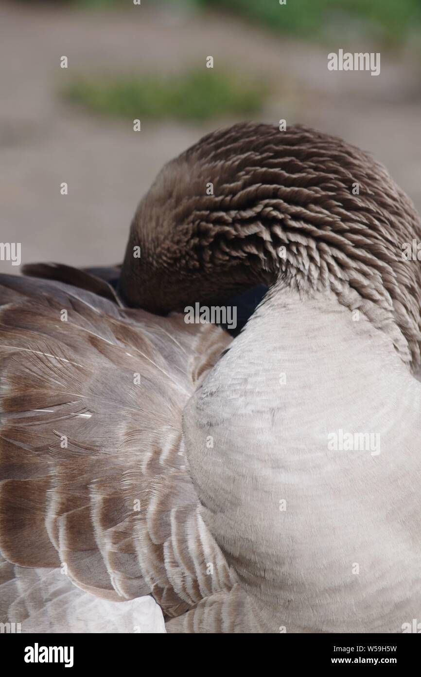 Preening Greylag Goose (Anser anser) Exeter Quay on a Summers Day ...