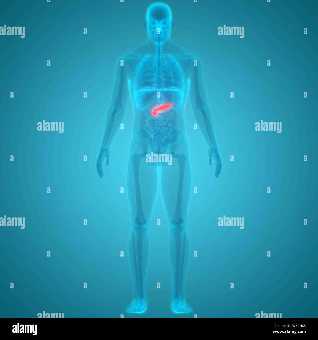 Human Internal Organs Pancreas Anatomy Stock Photo - Alamy