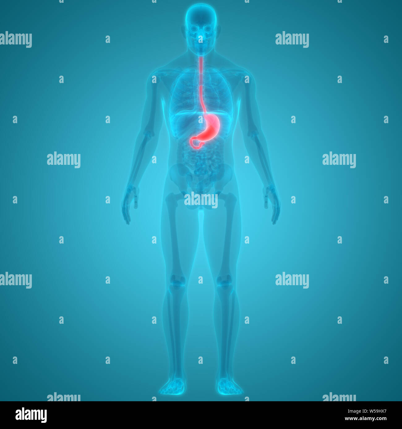 Human Digestive System Stomach Anatomy Stock Photo - Alamy
