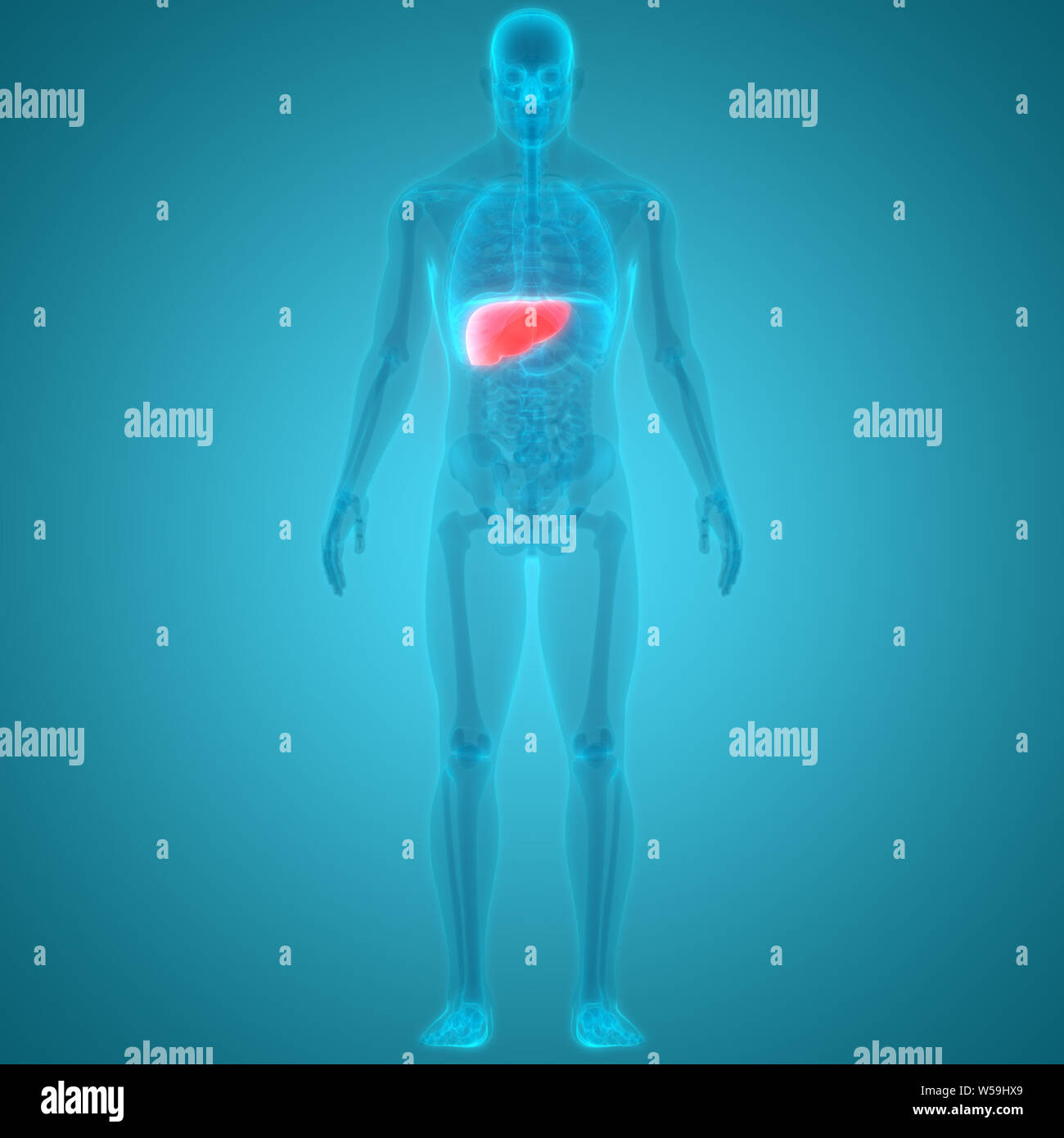 Human Digestive System Liver Anatomy Stock Photo - Alamy