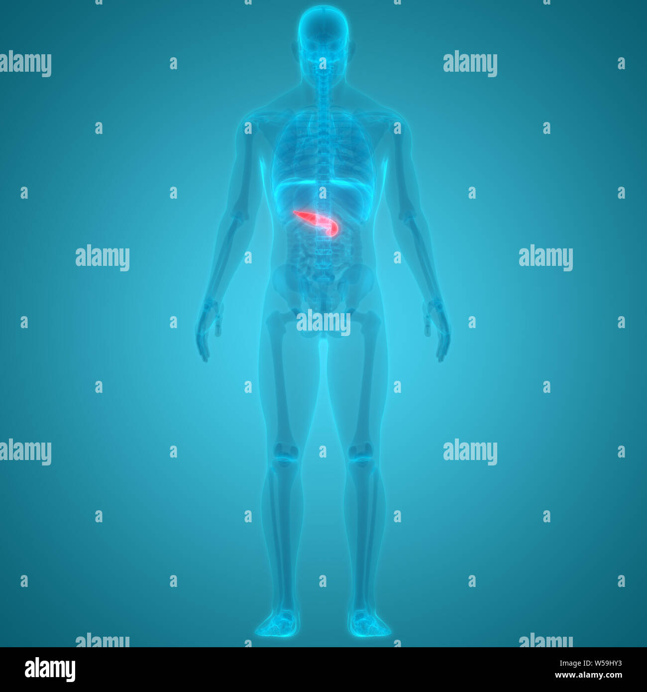 Stomach and pancreas hi-res stock photography and images - Alamy