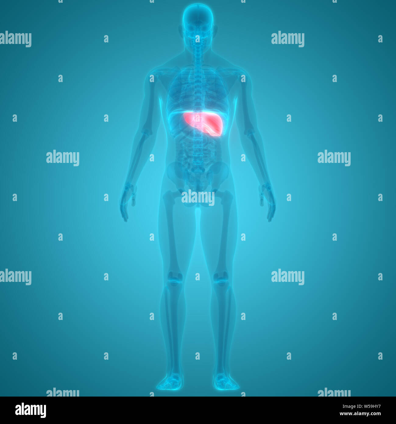 Human Digestive System Liver Anatomy Stock Photo - Alamy