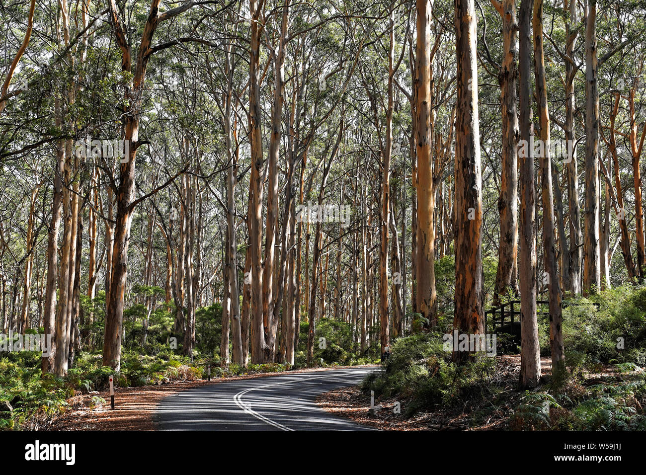 karri forest western australia Stock Photo - Alamy