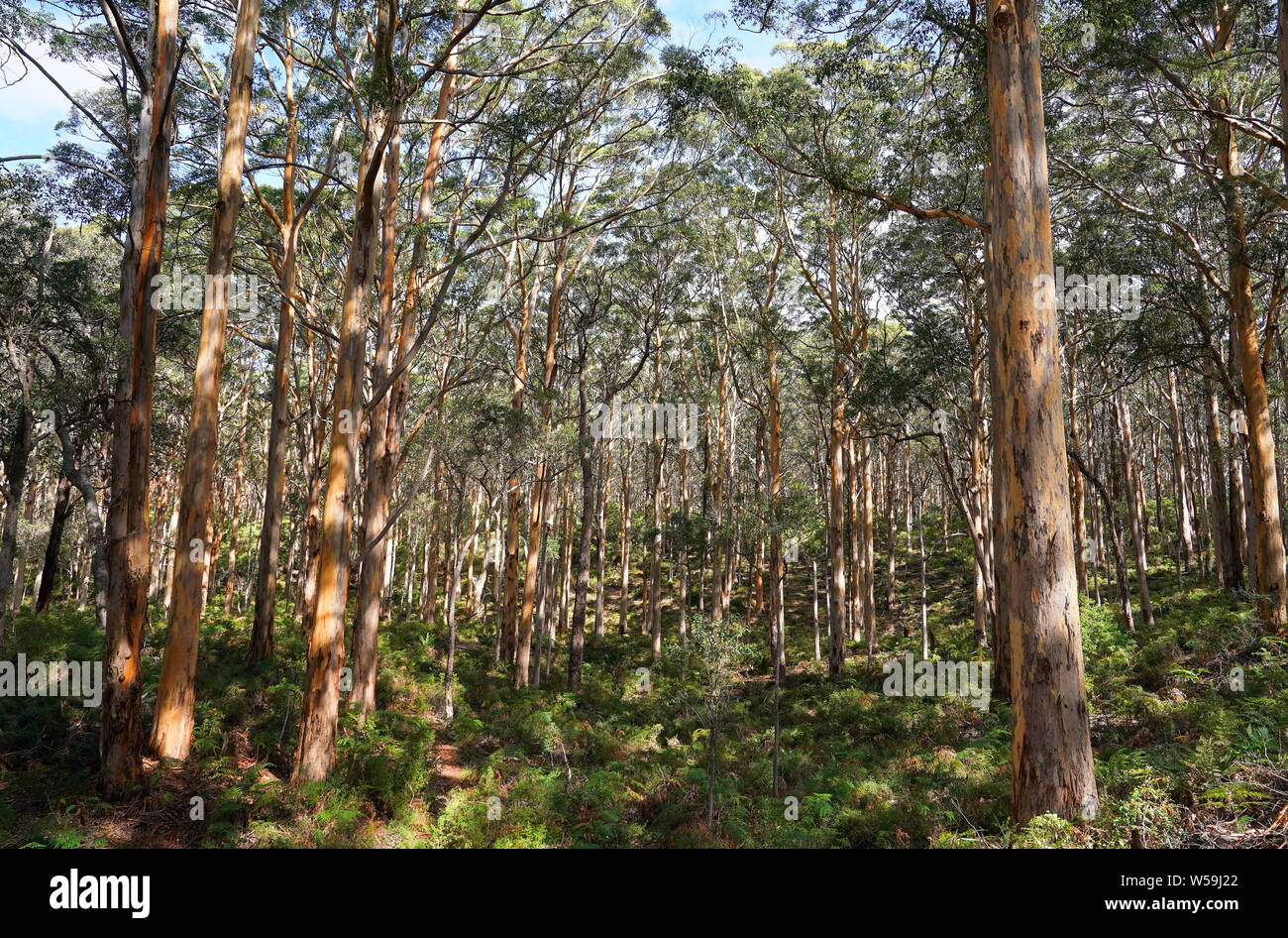karri forest western australia Stock Photo - Alamy