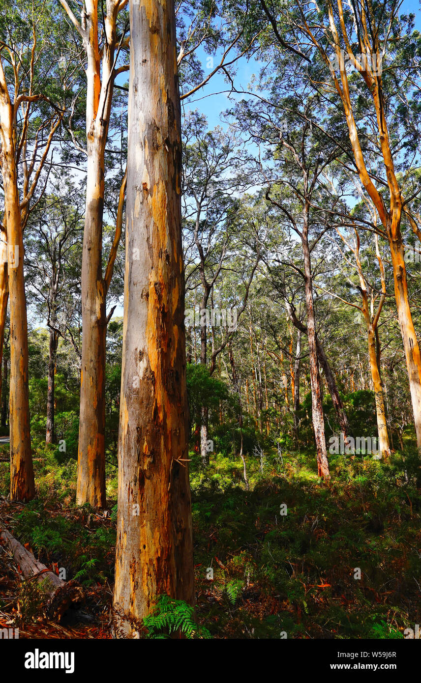karri forest western australia Stock Photo - Alamy