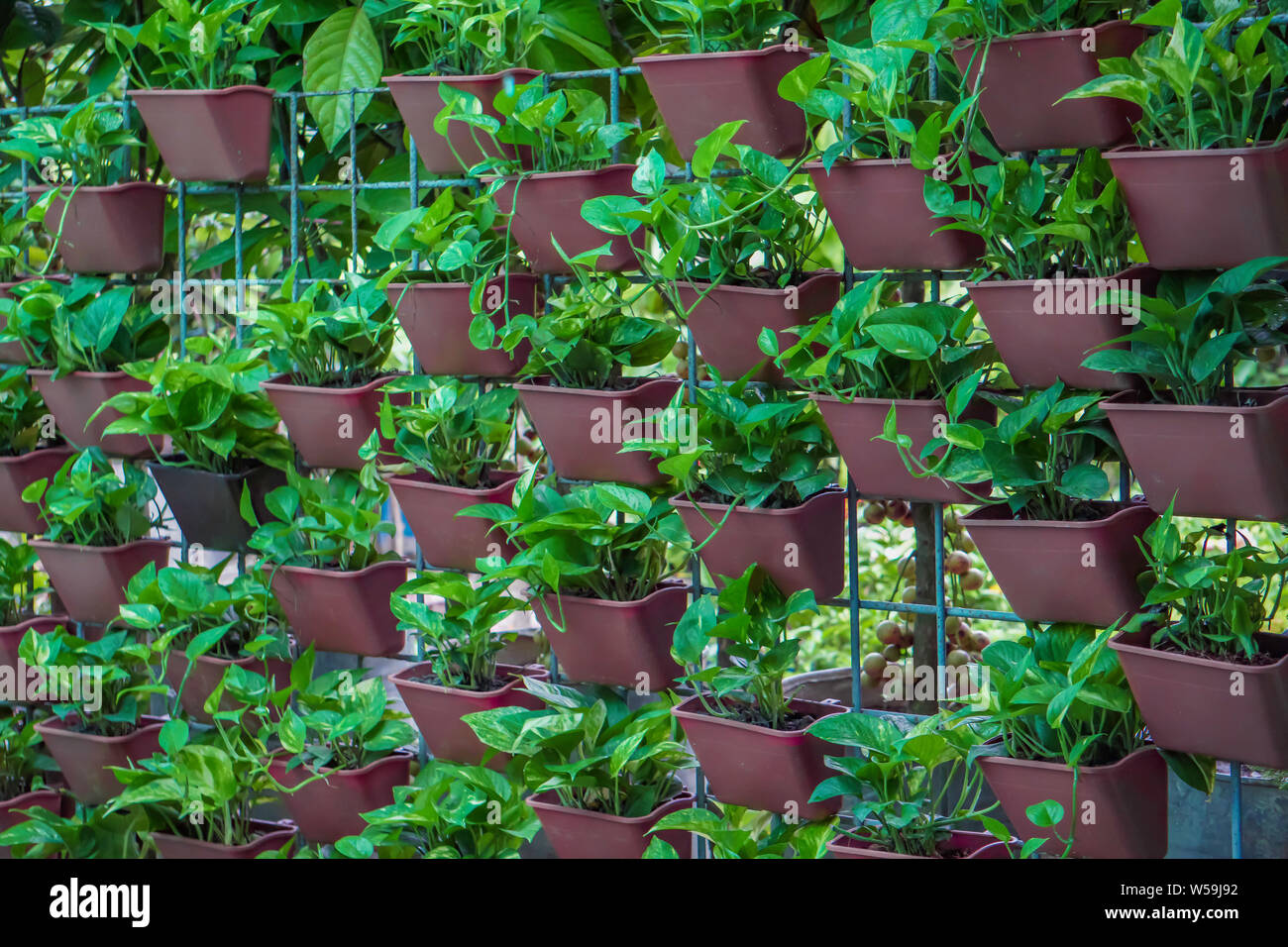 Decorate nursery wall on the green plants Stock Photo - Alamy