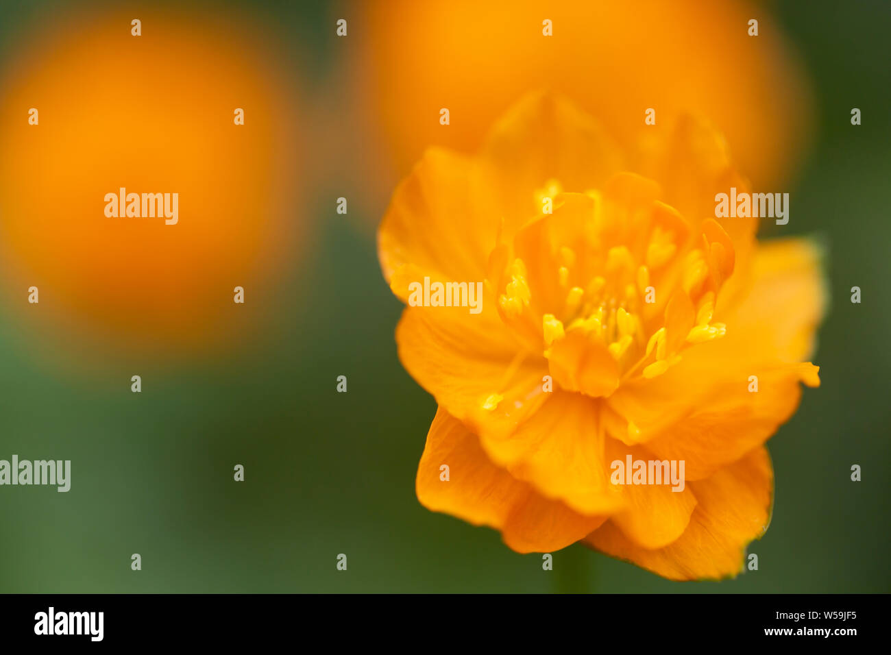 Blooming flower of intense orange-red colour (Trollius asiaticus) in ...