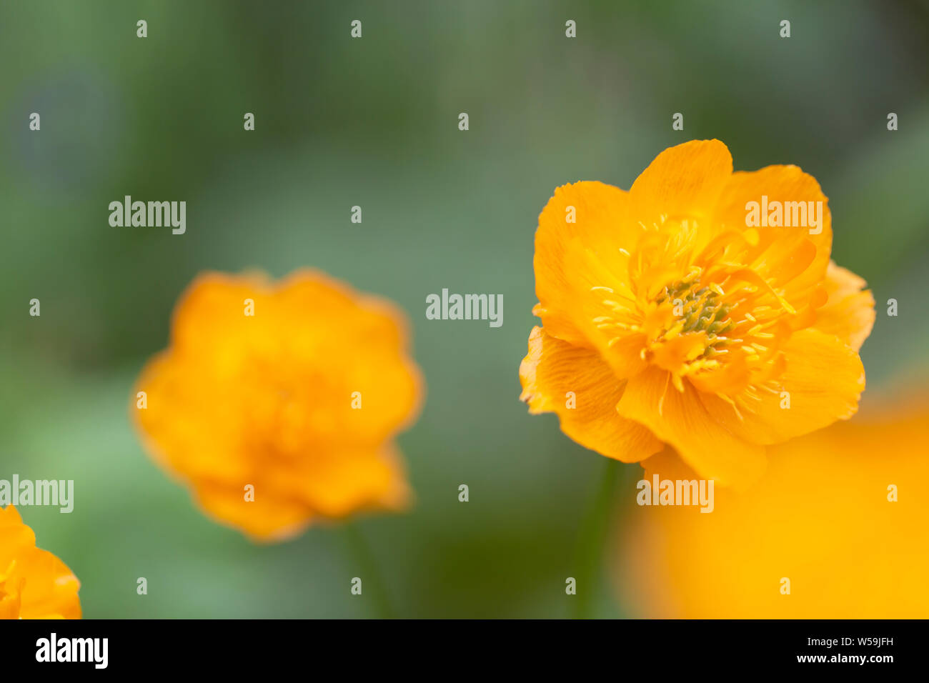 Trollius kytmanovii hi-res stock photography and images - Alamy