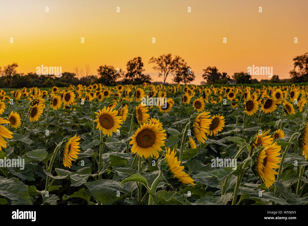 Sunflower field evening hi-res stock photography and images - Alamy