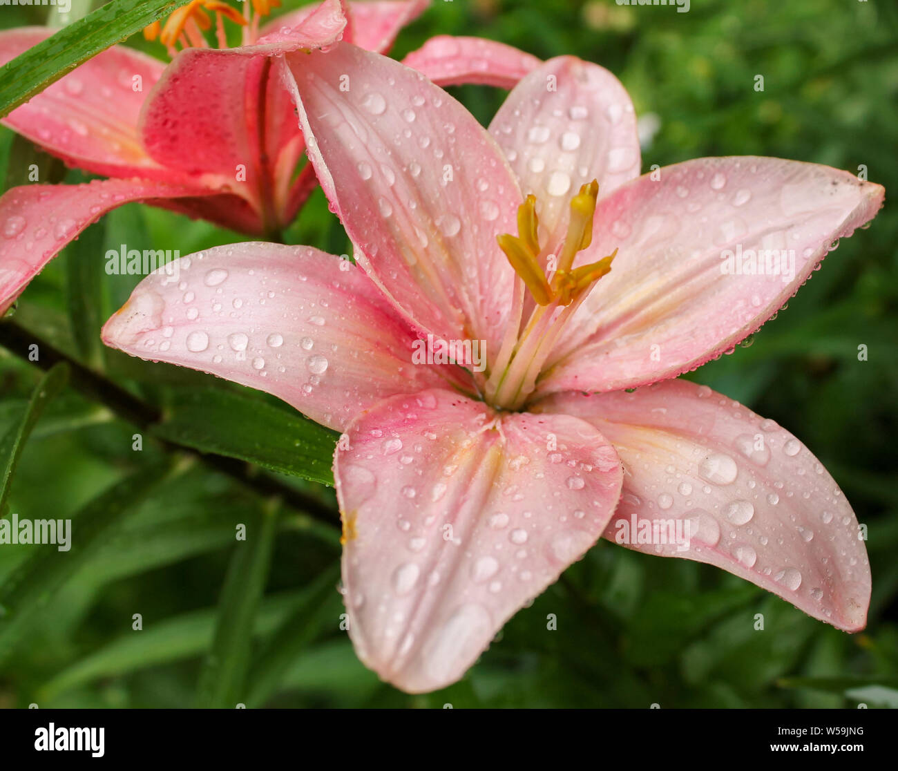 Lily flowers with raindrops hi-res stock photography and images - Alamy