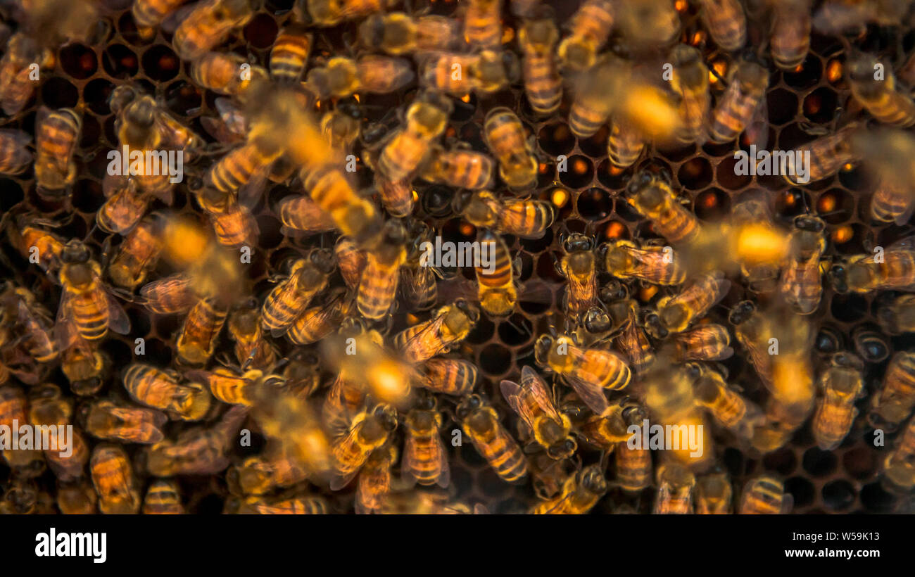 Closeup of a bunch bees swarming on honeycomb in apiary. View of the ...
