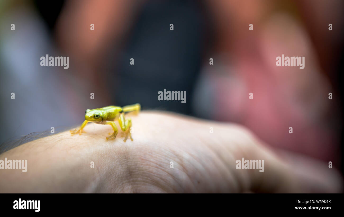 Man holding a small forest frog toad close-up. People interacting with ...