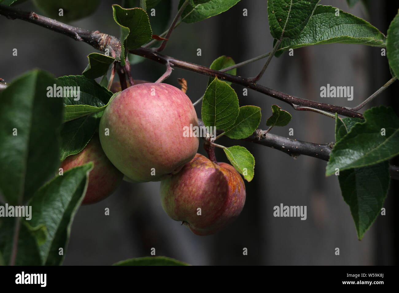 Tree cluster hi-res stock photography and images - Alamy