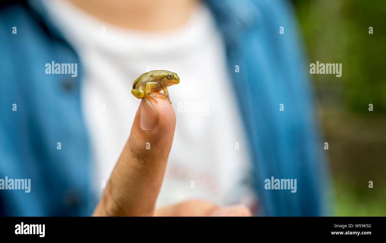 Man holding a small forest frog toad close-up. People interacting with ...