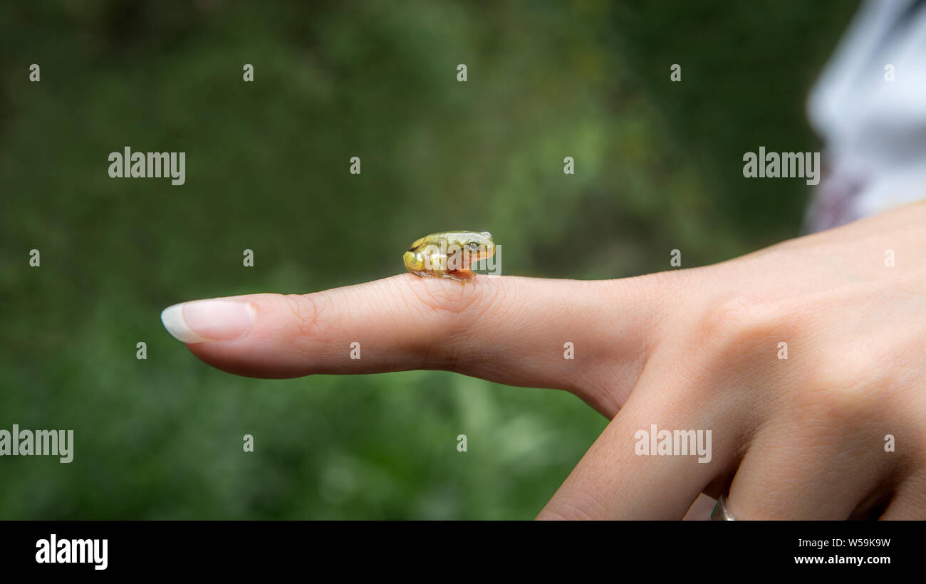 Mini frog hi-res stock photography and images - Alamy