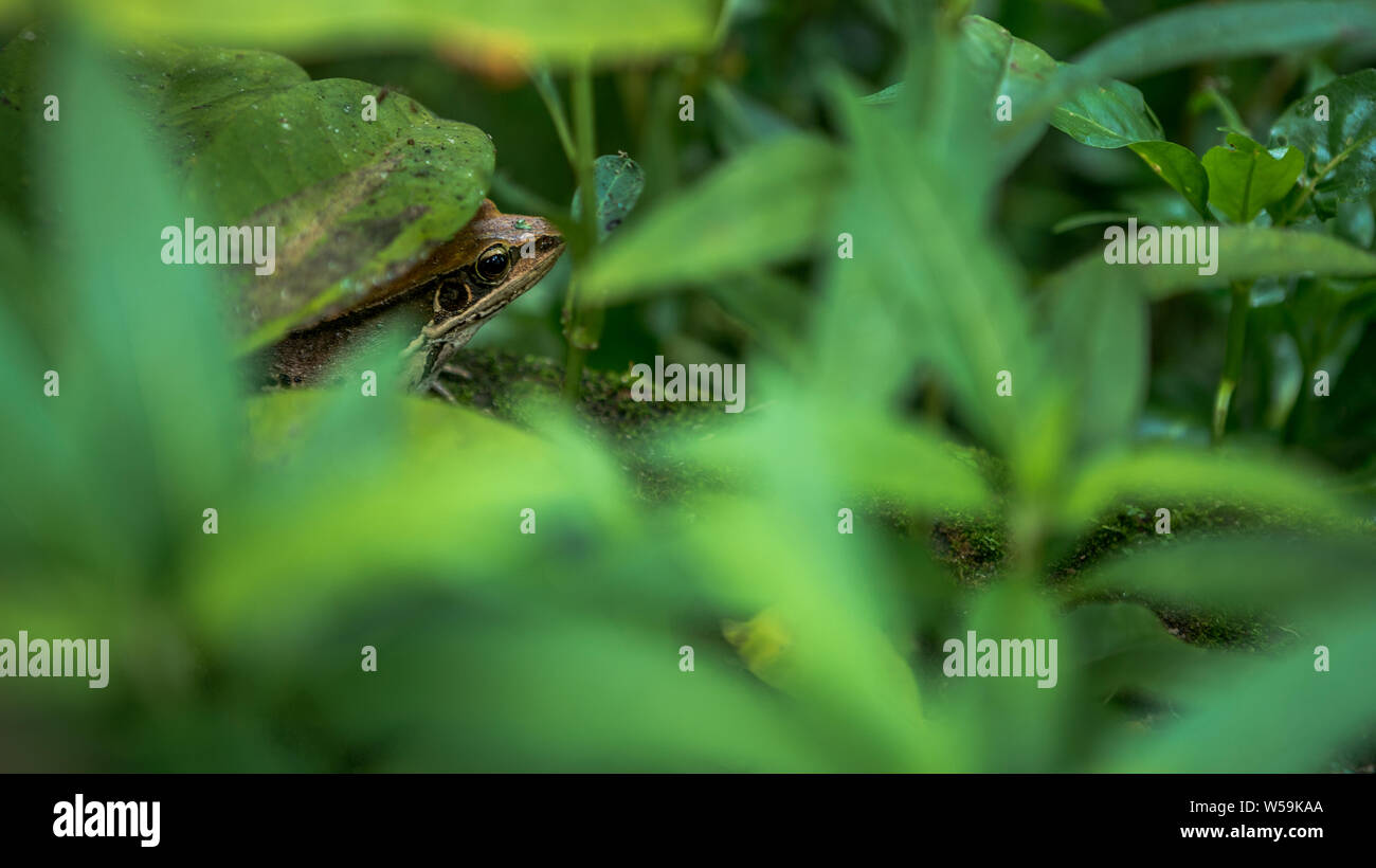 Common chinese tree frog hyla chinensis hi-res stock photography and ...