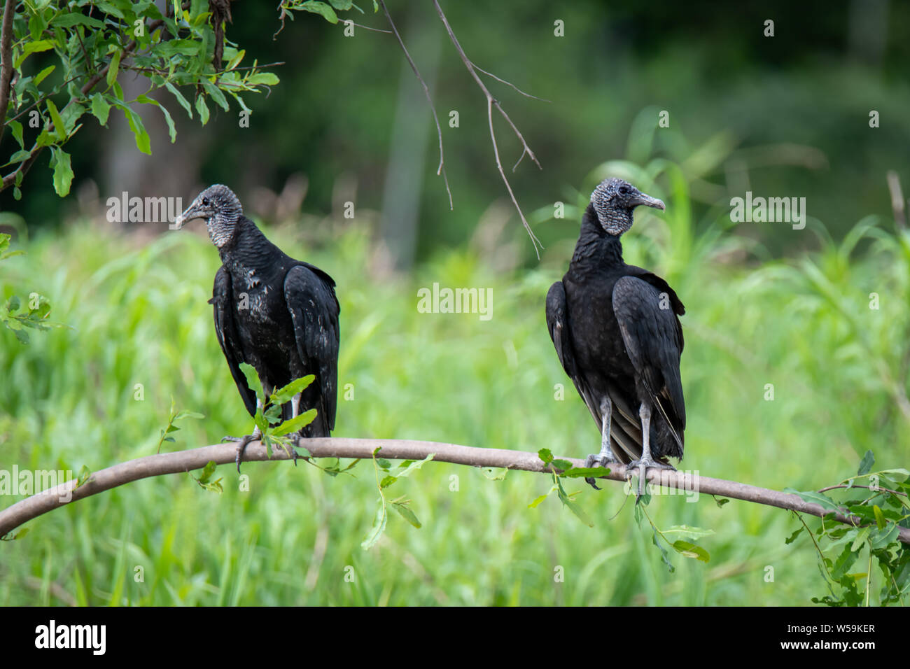 Black Vultures (Coragyps atratus) in Peruvian Amazon Stock Photo - Alamy