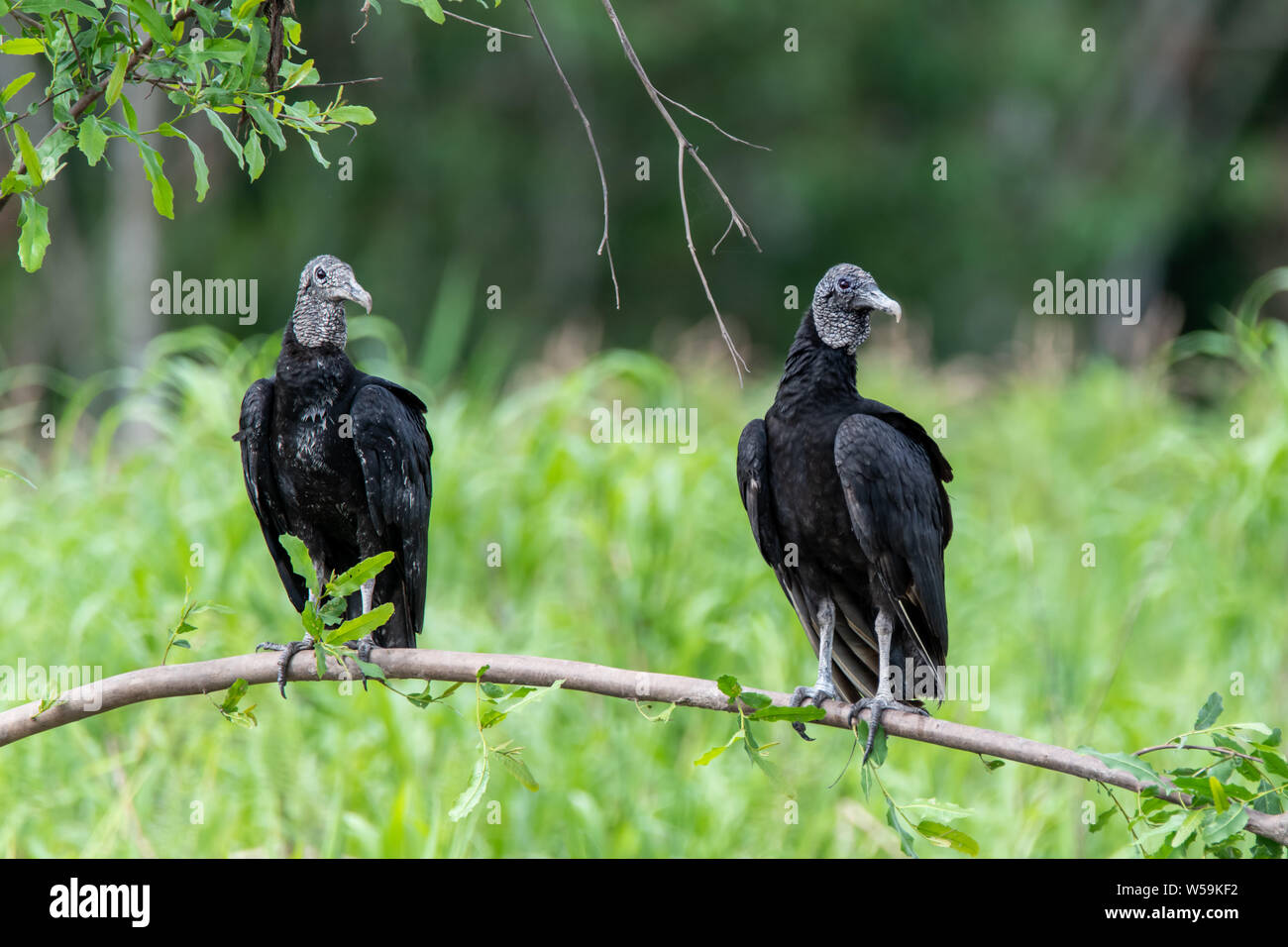 Black Vultures (Coragyps atratus) in Peruvian Amazon Stock Photo - Alamy