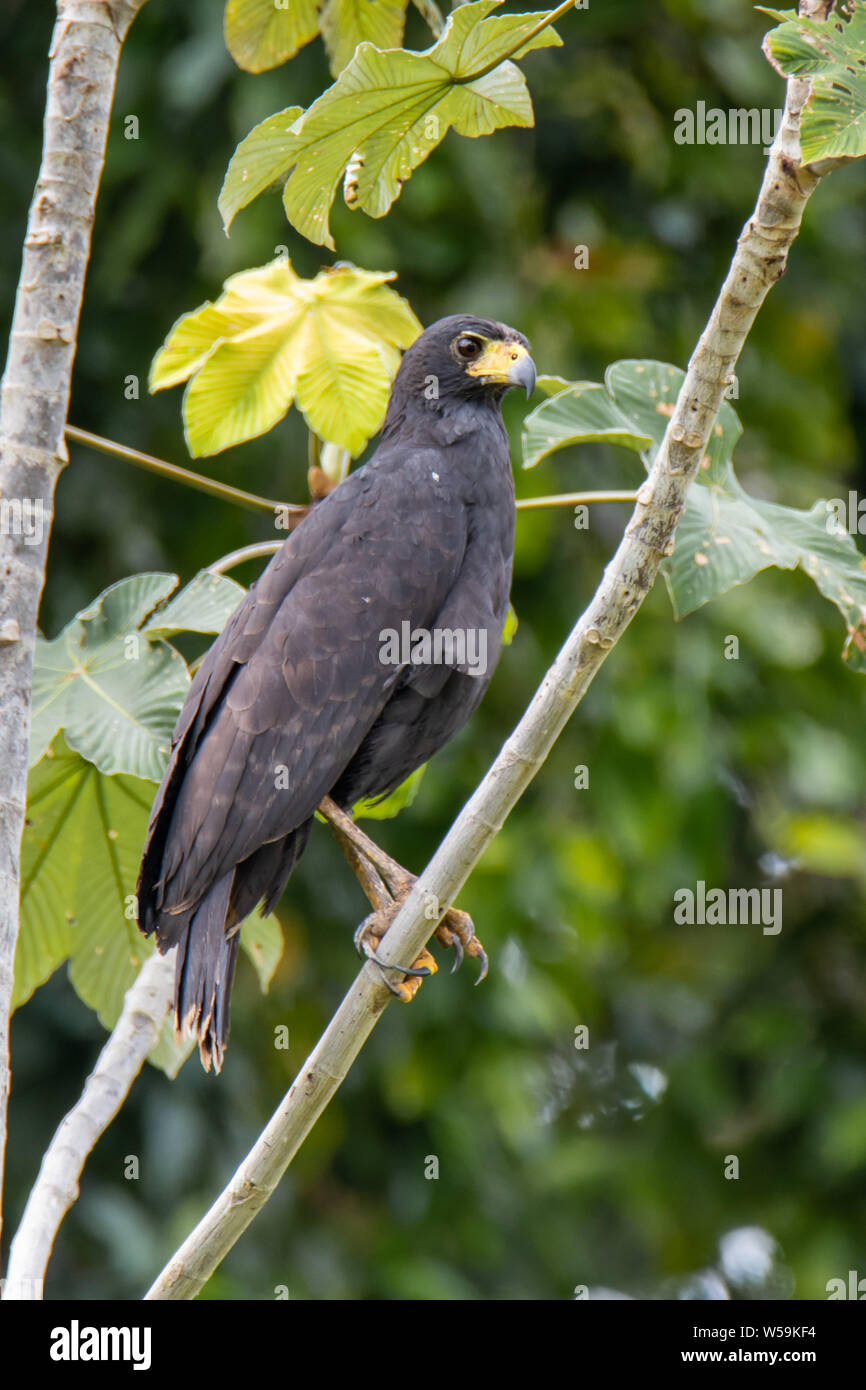 Great Black Hawk Stock Photo - Alamy
