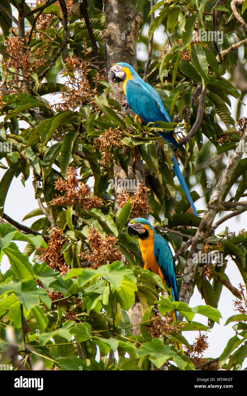 Blue & Yellow Macaws (Ara ararauna) feed in canopy of Amazonian jungle ...
