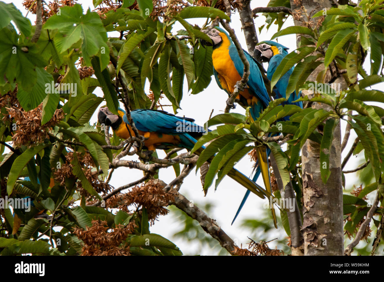 Blue & Yellow Macaws (Ara ararauna) feed in canopy of Amazonian jungle ...