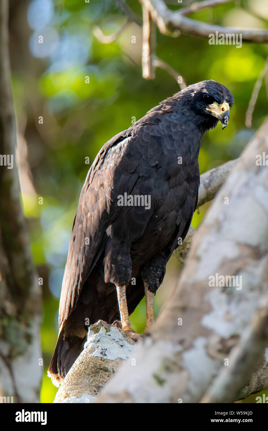 Great Black Hawk Stock Photo - Alamy
