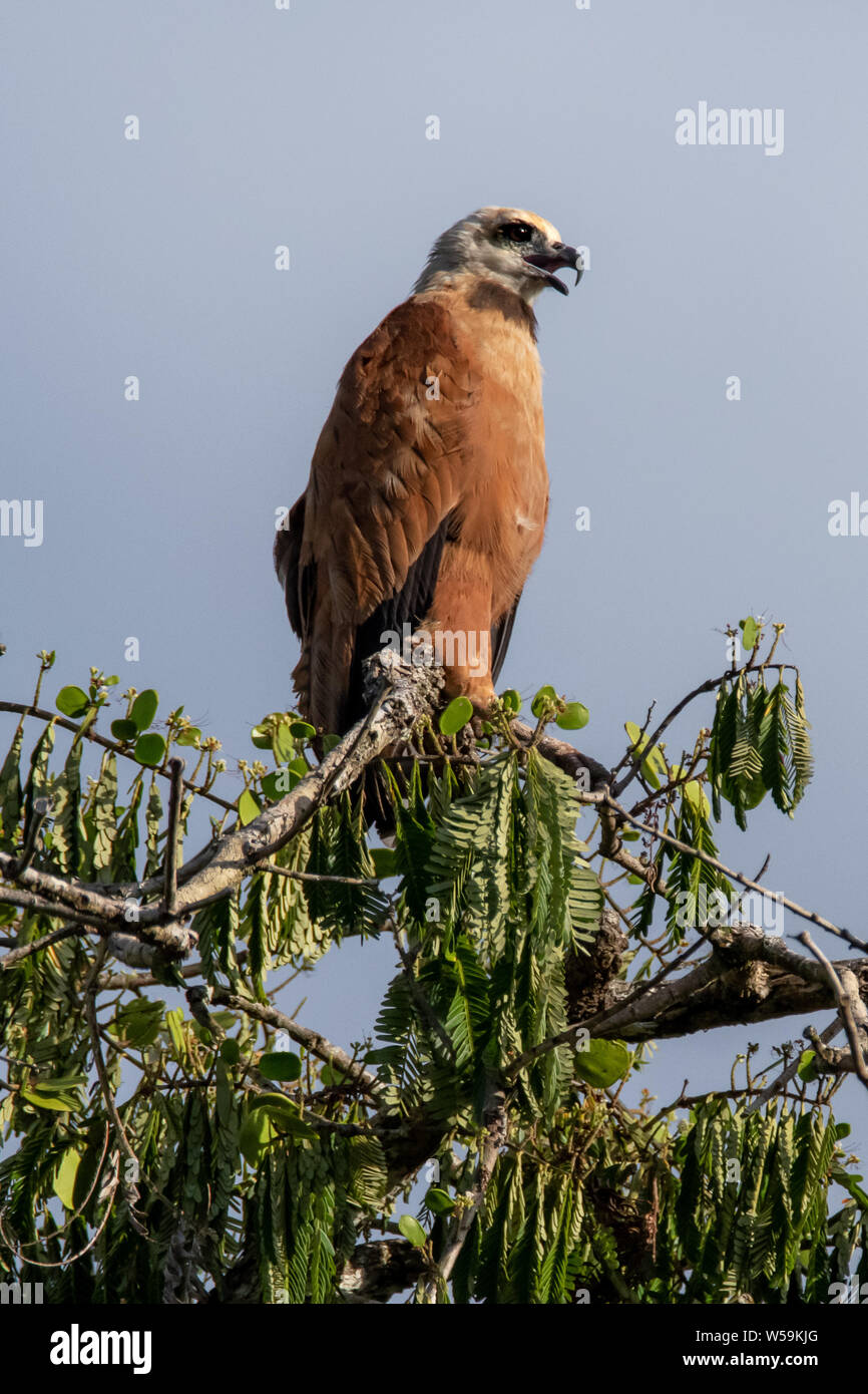 Black-collared hawk (Busarellus nigricollis) in the Peruvian Amazon ...