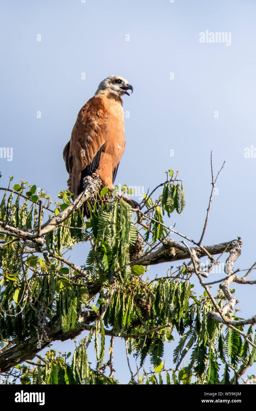 Black-collared hawk (Busarellus nigricollis) in the Peruvian Amazon ...