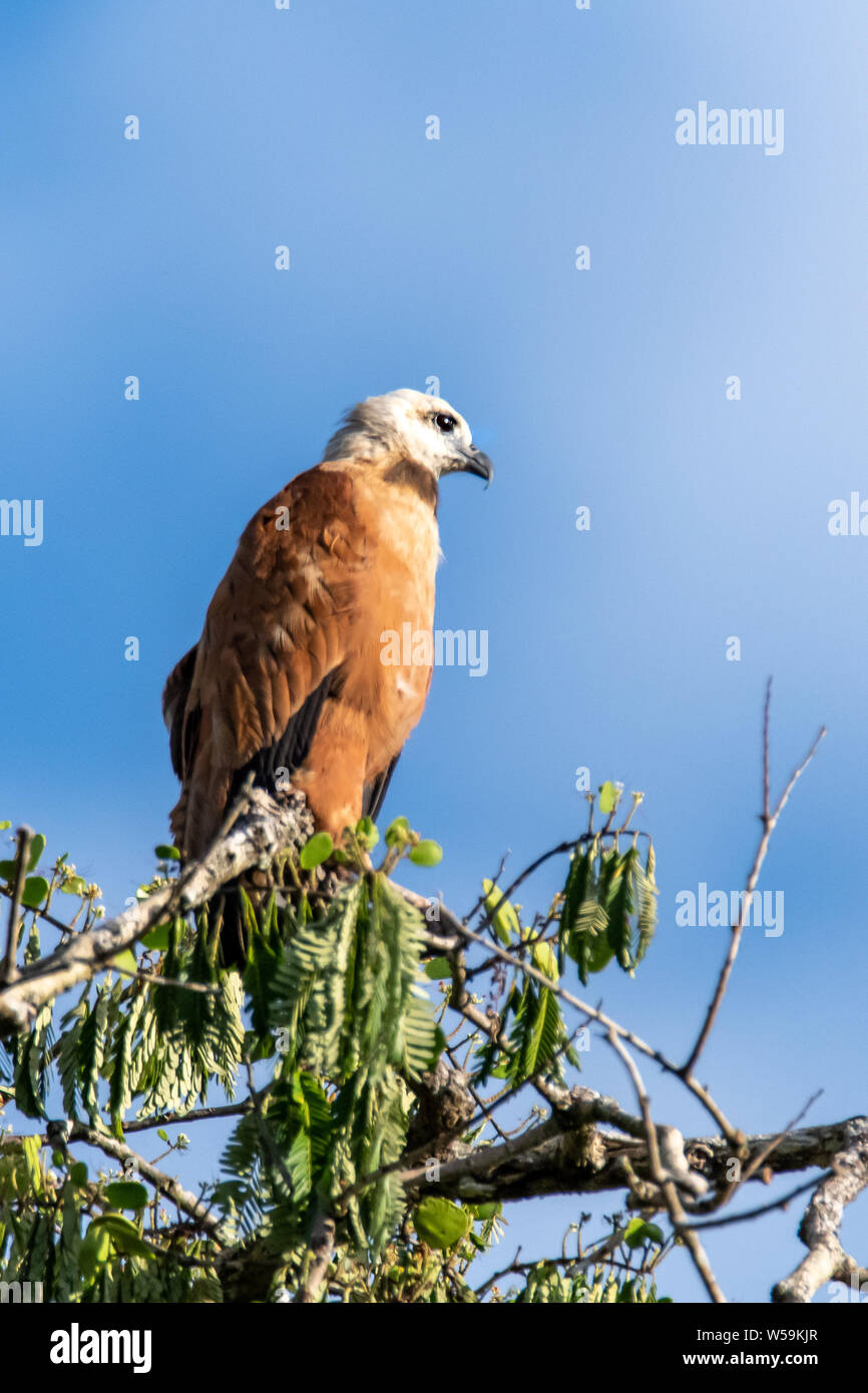 Black-collared hawk (Busarellus nigricollis) in the Peruvian Amazon ...