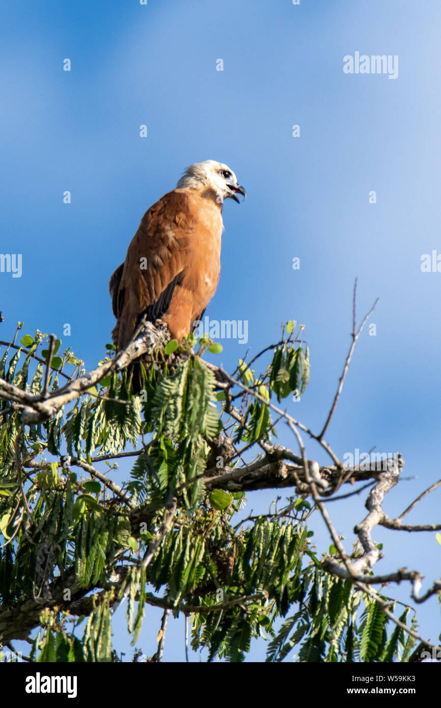 Black-collared hawk (Busarellus nigricollis) in the Peruvian Amazon ...