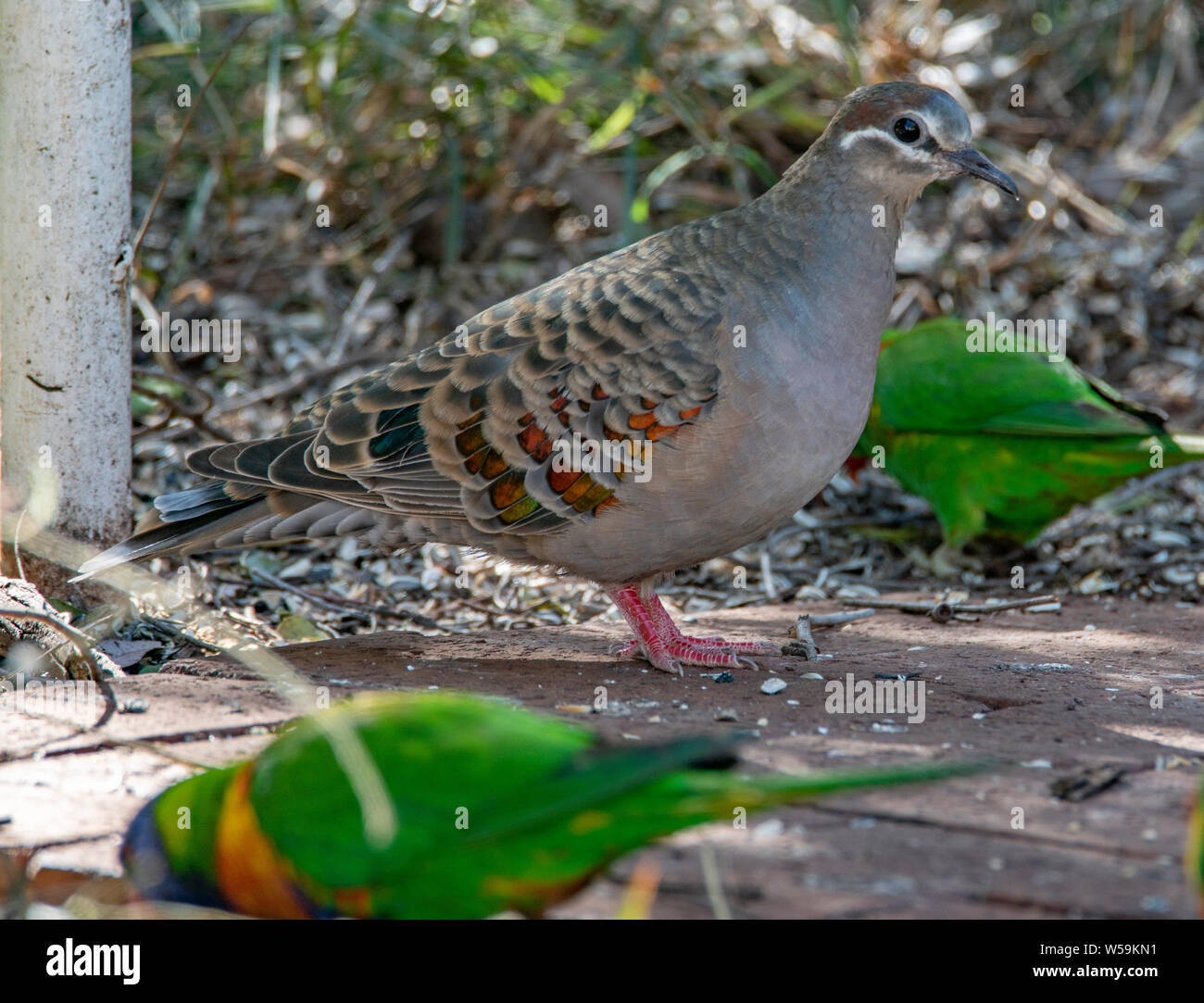Bronze wing pigeon hi-res stock photography and images - Alamy