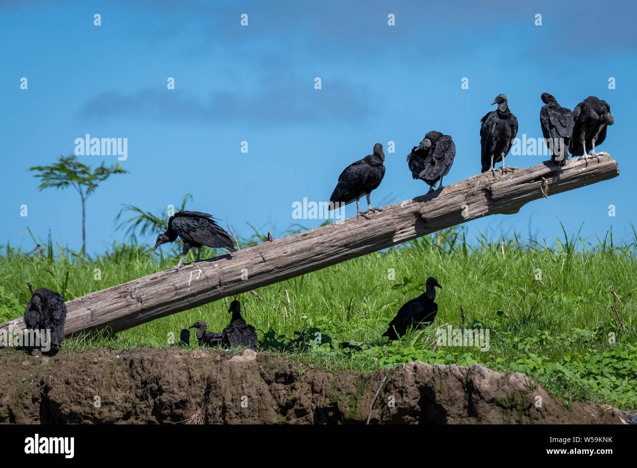 Black Vultures (Coragyps atratus) in Peruvian Amazon Stock Photo - Alamy
