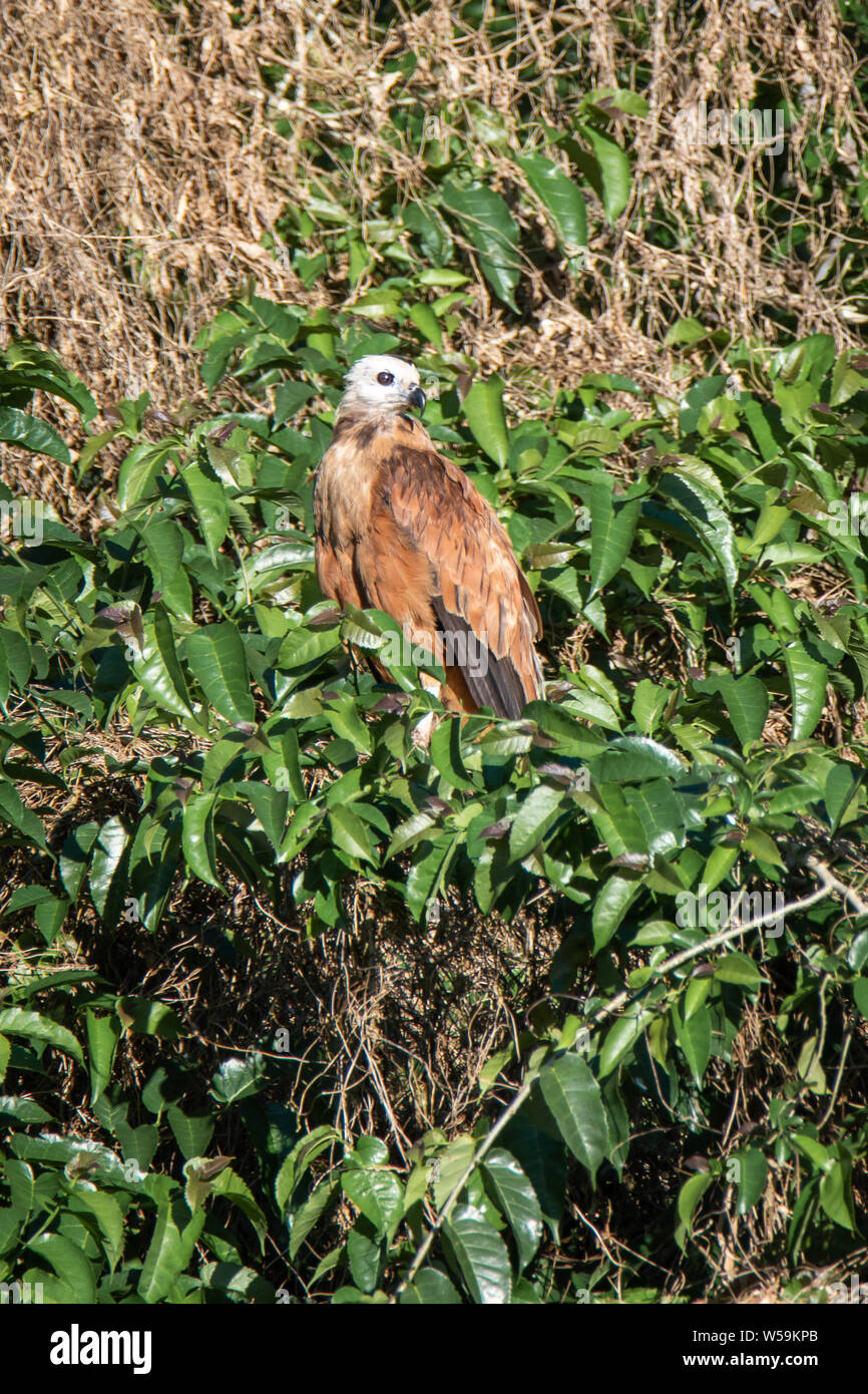 Basal phalanges hi-res stock photography and images - Alamy