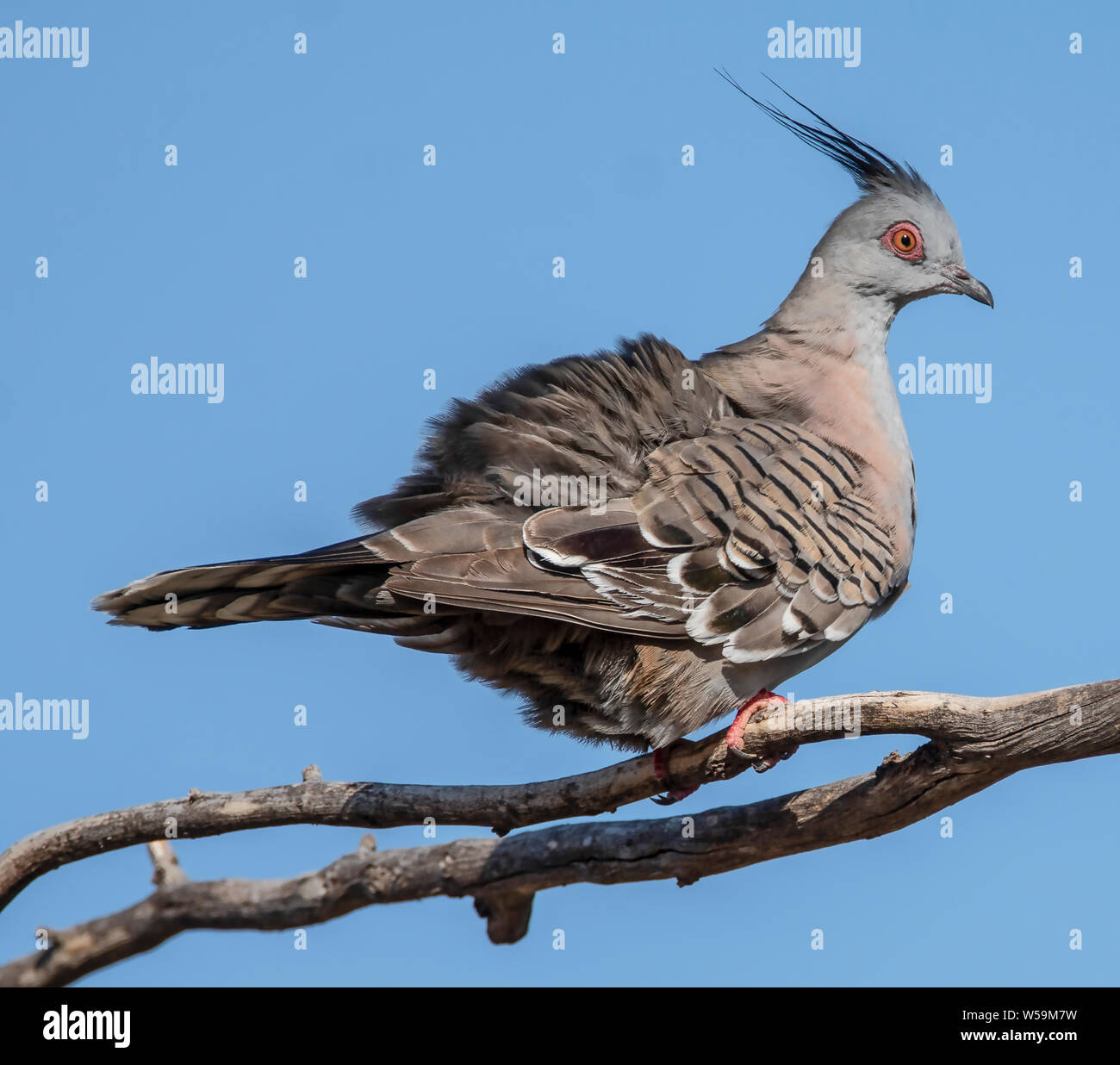 Australian pigeon hi-res stock photography and images - Alamy