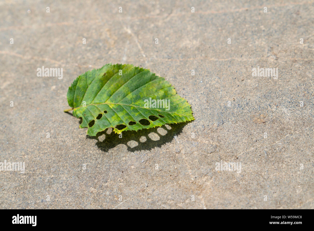 Holes in plant leaves, eaten by worm or insect an its shadow on a stone ...