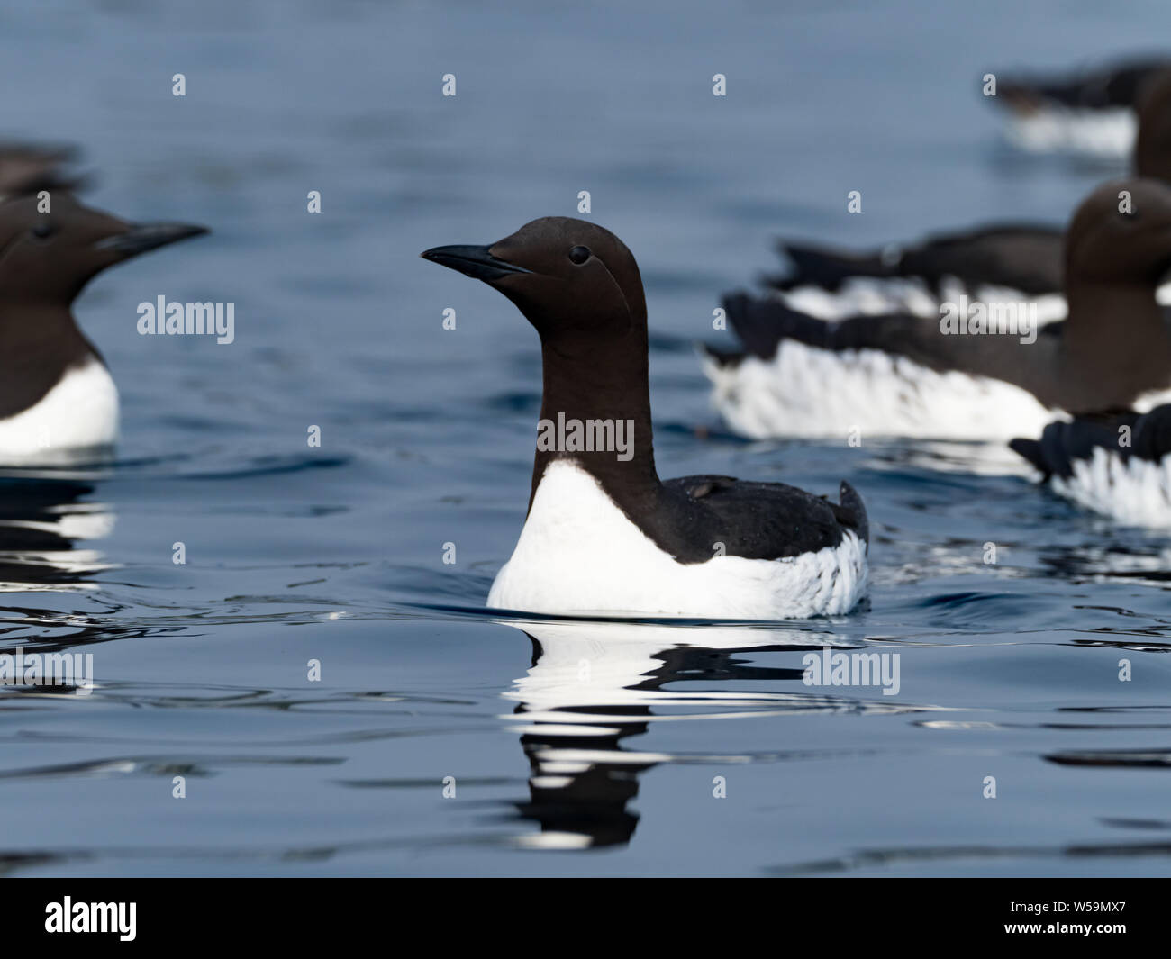 Common Murres, Uria aalge, nesting on Ariy Kamen off Bering Island ...