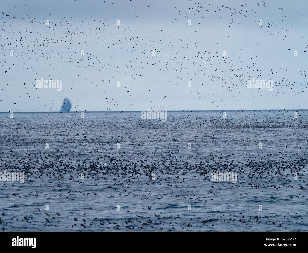 Giant flocks of mostly Crested Auklets, Aethis cristatella, at Kiska ...
