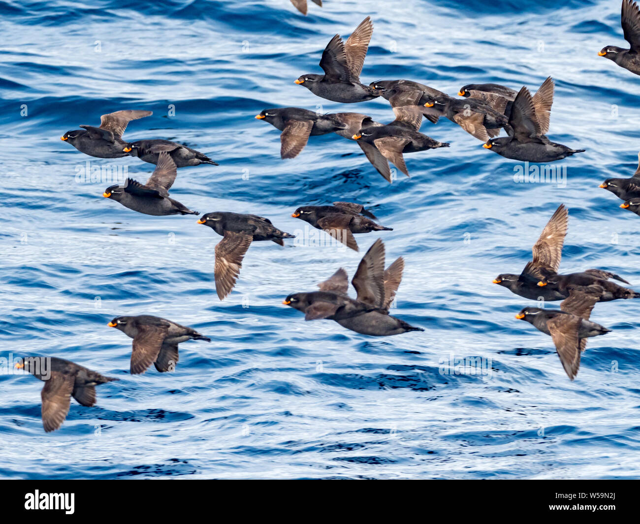 Giant flocks of mostly Crested Auklets, Aethis cristatella, at Kiska ...