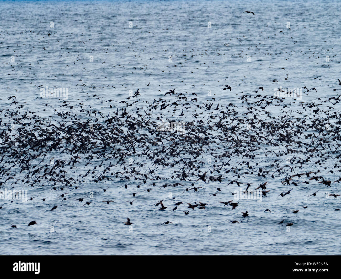 Giant flocks of mostly Crested Auklets, Aethis cristatella, at Kiska ...