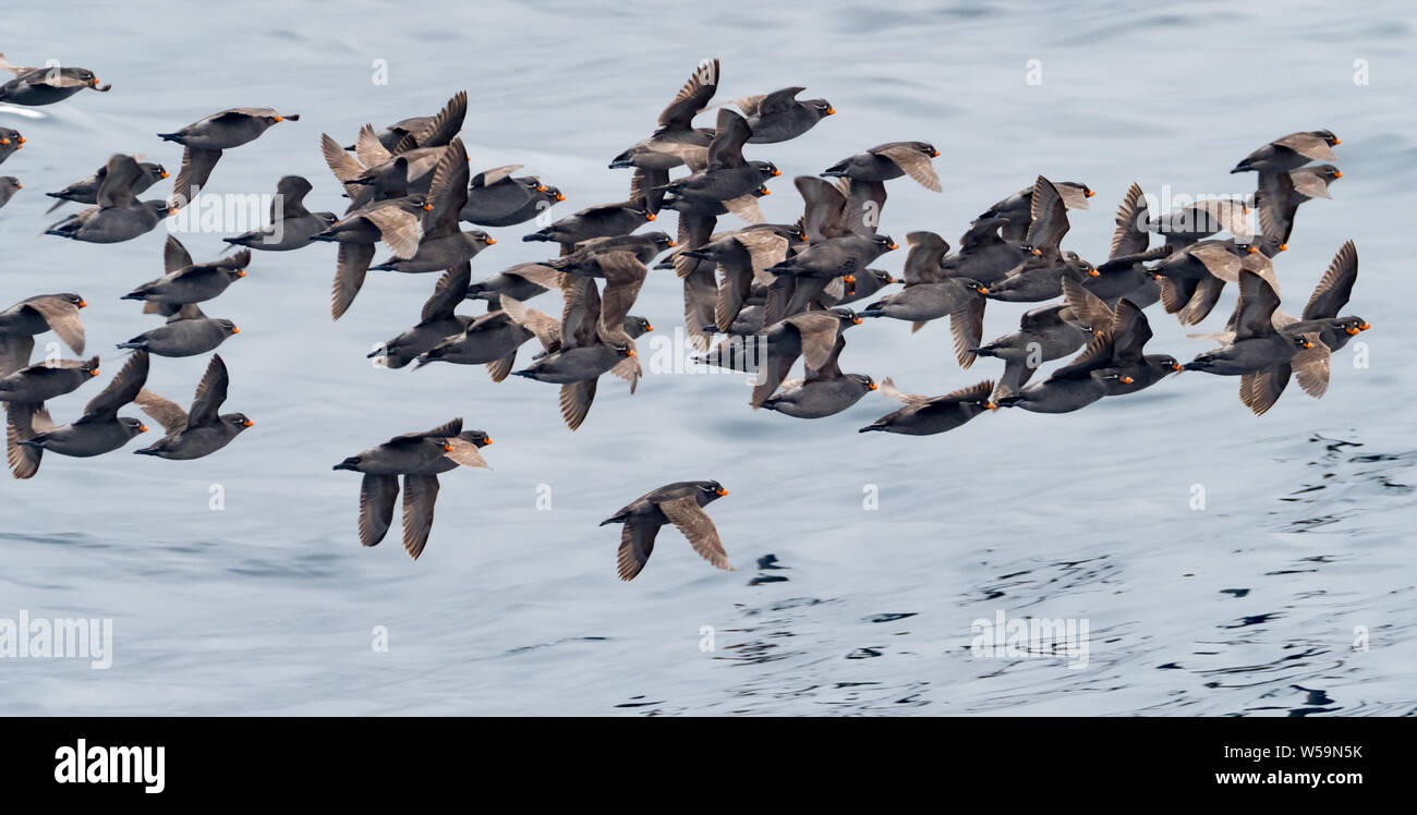 Giant flocks of mostly Crested Auklets, Aethis cristatella, at Kiska ...
