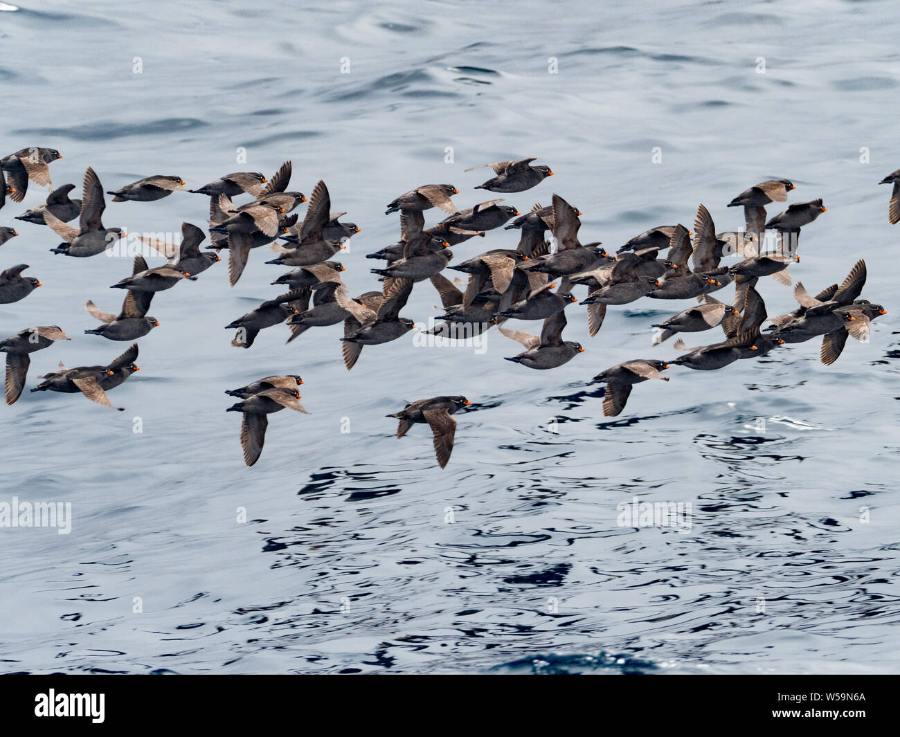 Giant flocks of mostly Crested Auklets, Aethis cristatella, at Kiska ...